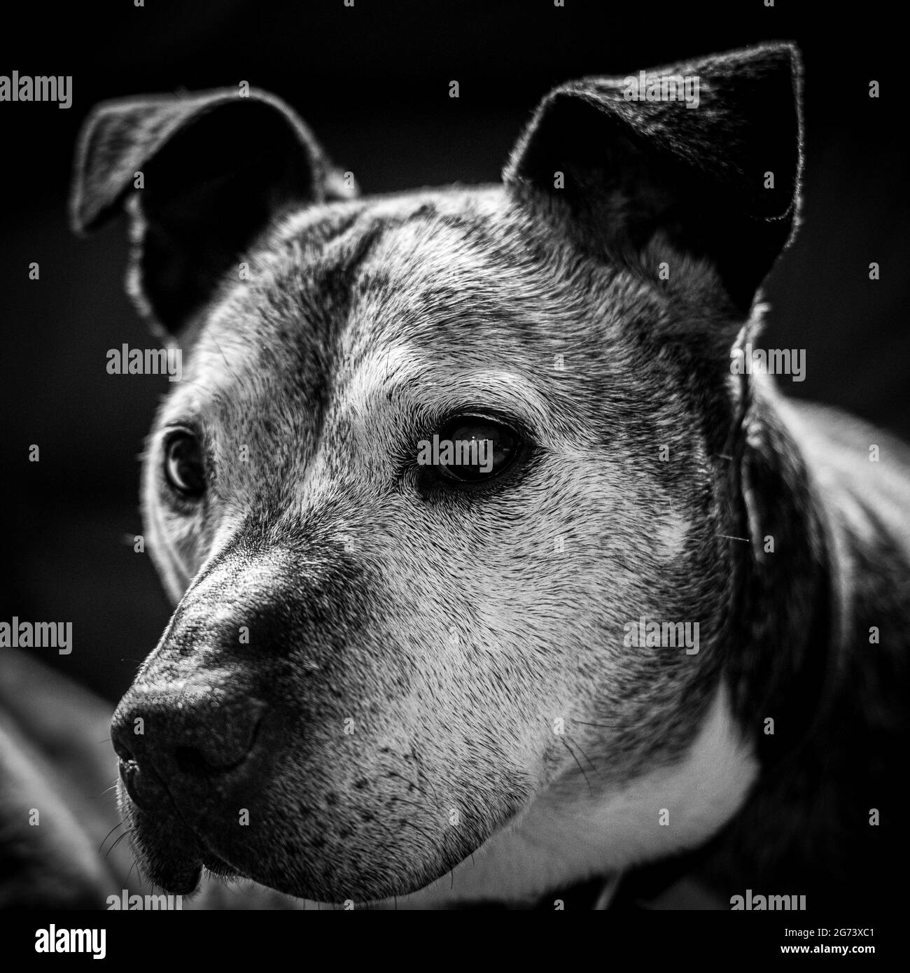 Folded ears Black and White Stock Photos & Images - Alamy