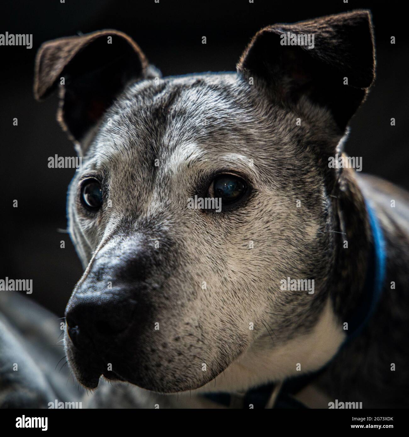 A closeup of a pet dog with folded ears staring in the distance Stock ...