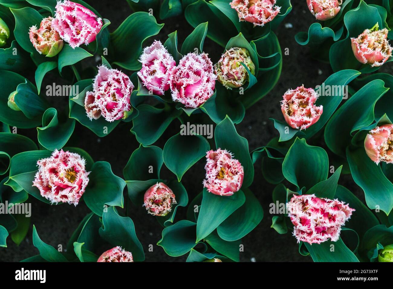 A beautiful view of flowers with pink petals growing in the field on a ...