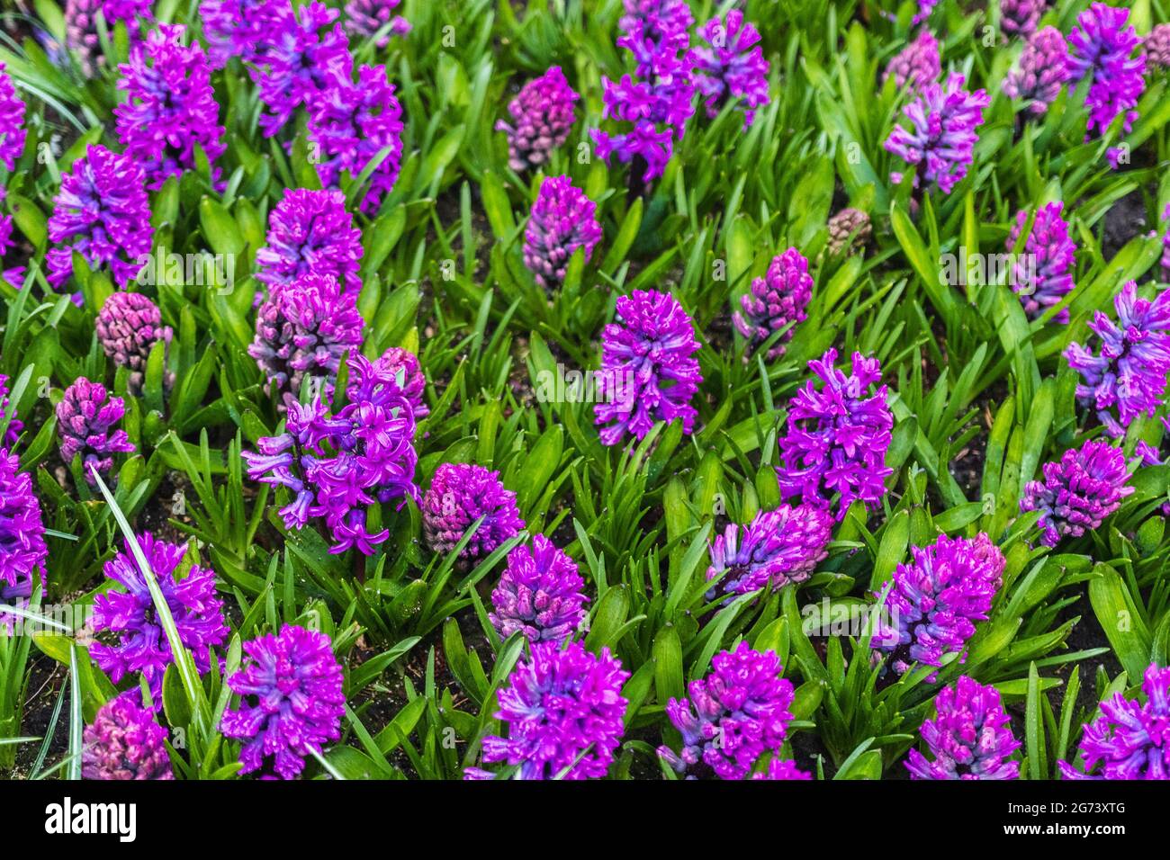 A beautiful view of flowers with purple petals growing in the field on ...