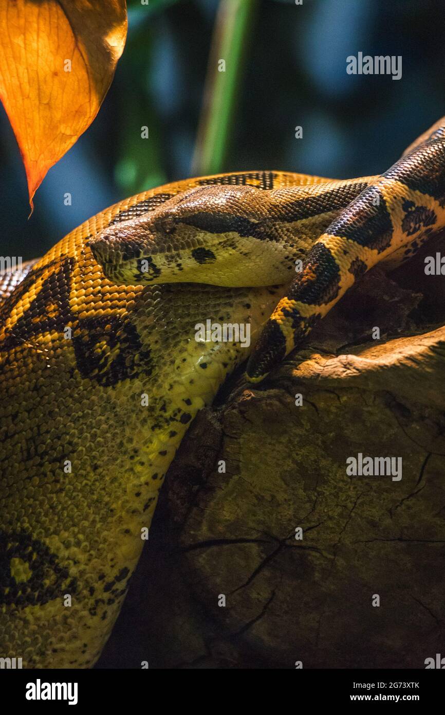 A closeup view of snakes on a blurry background in the zoo Stock Photo ...