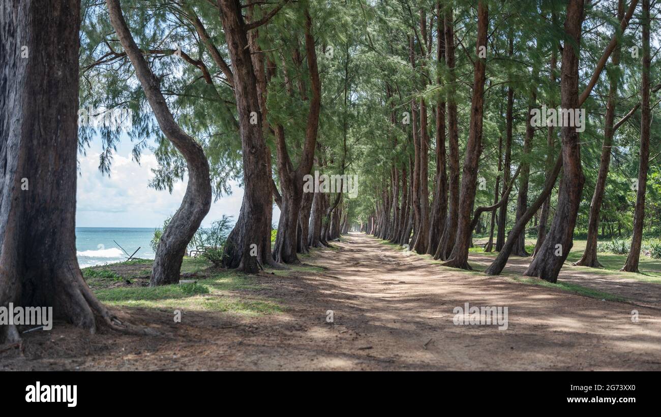 Row of pine trees hi-res stock photography and images - Alamy
