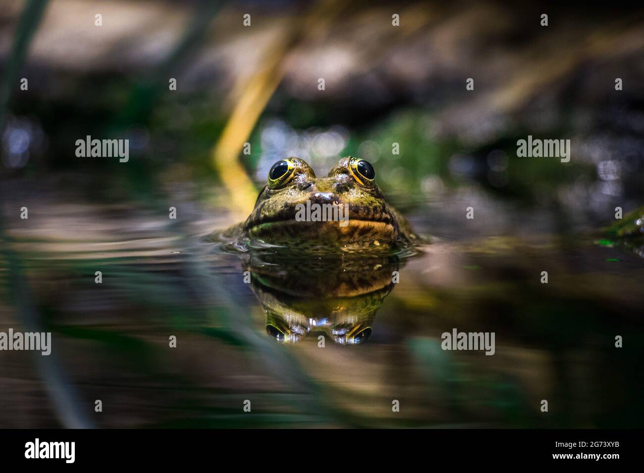 The front view of a frog in the water, reflected by water, in Parisien ...