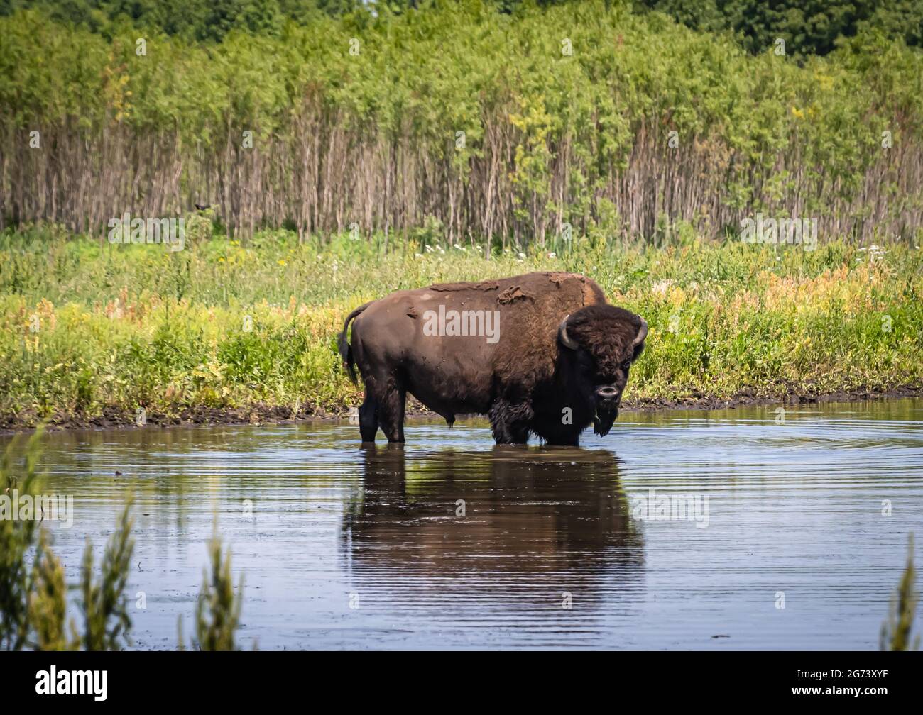 Bison drinking river hi-res stock photography and images - Alamy