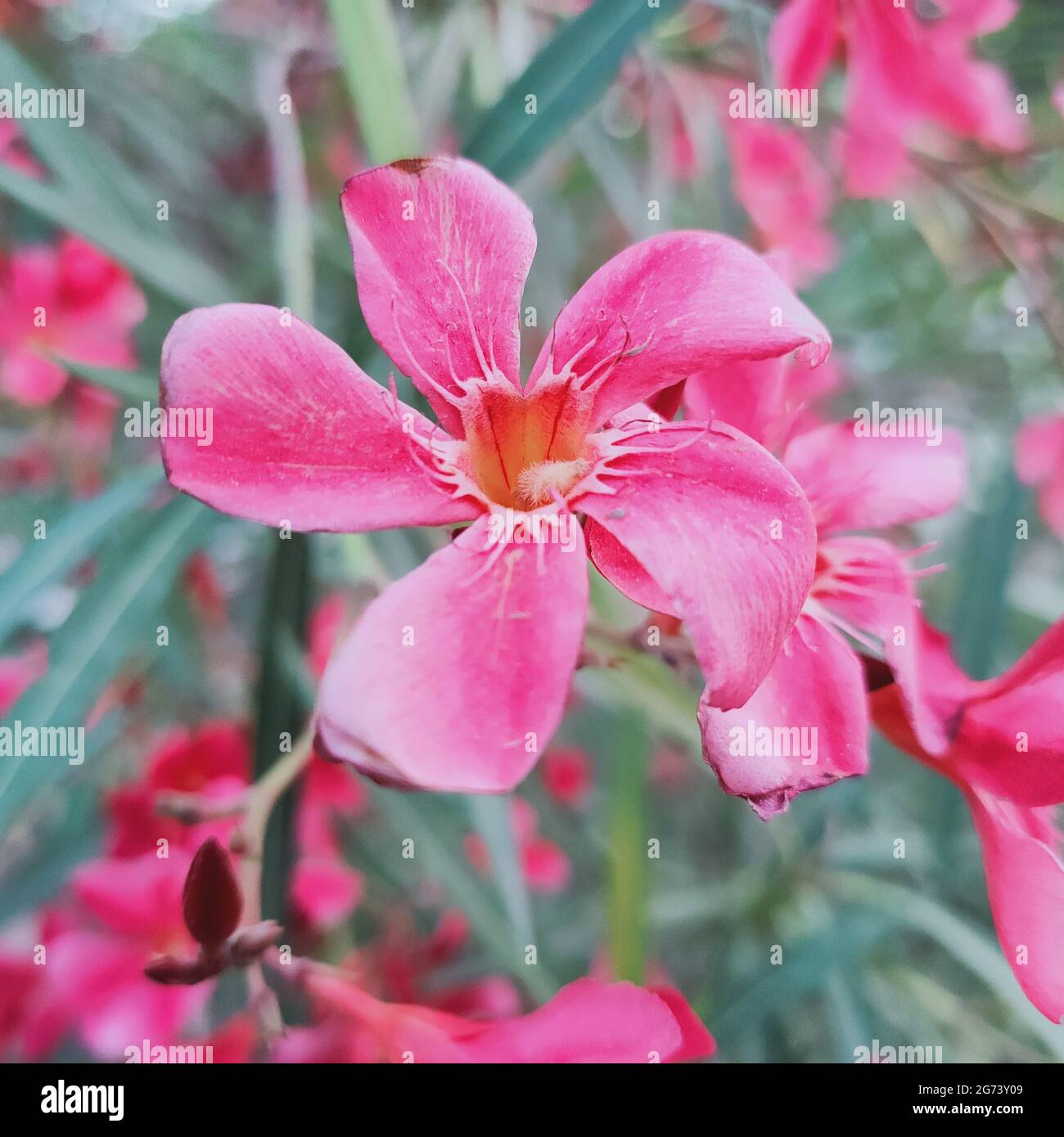 Pink oleander flowers in a garden Stock Photo - Alamy