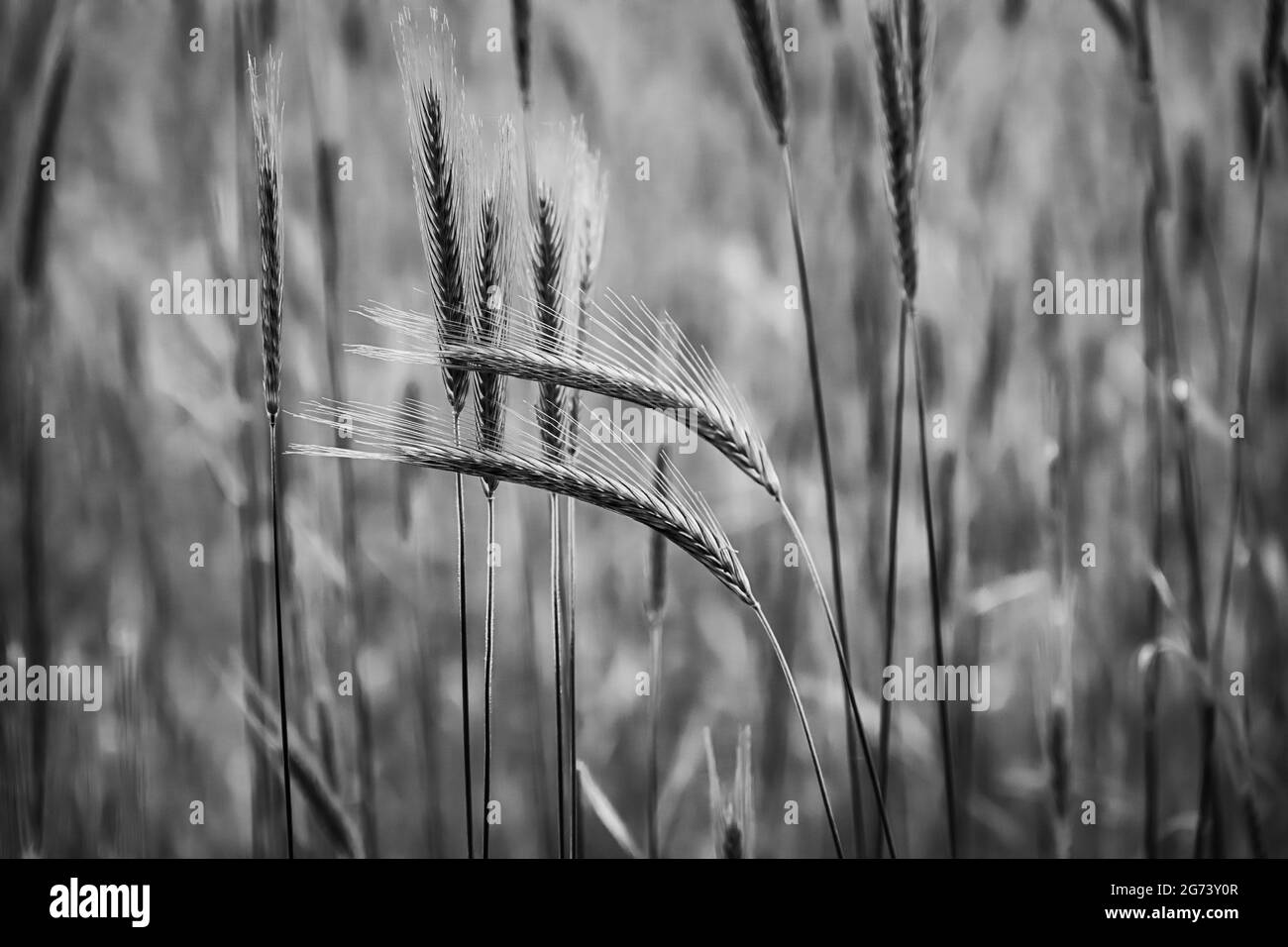 Ears and grains of wheat Black and White Stock Photos & Images - Alamy
