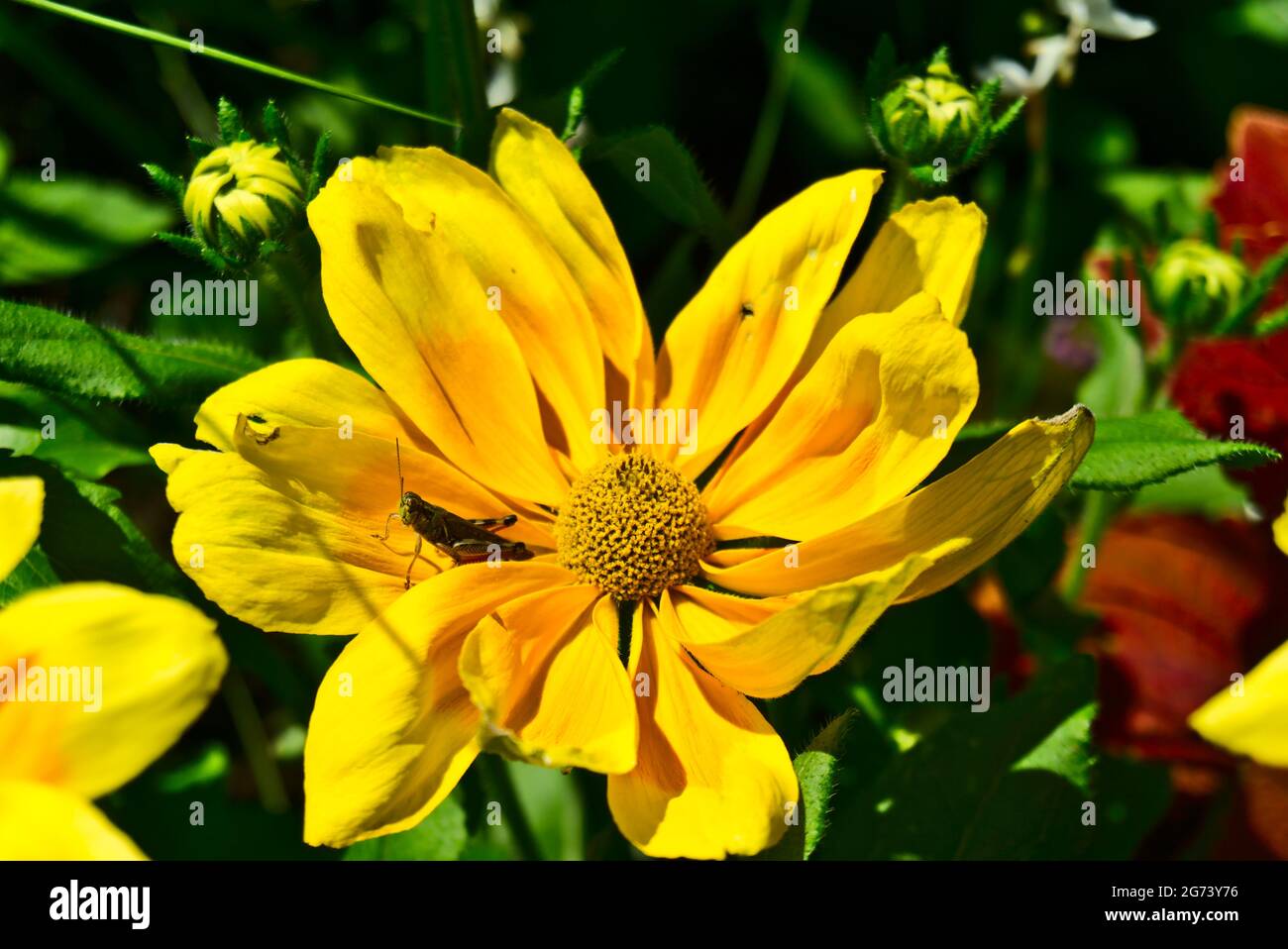 An insect on a yellow daisy flower with a bokeh background of green ...
