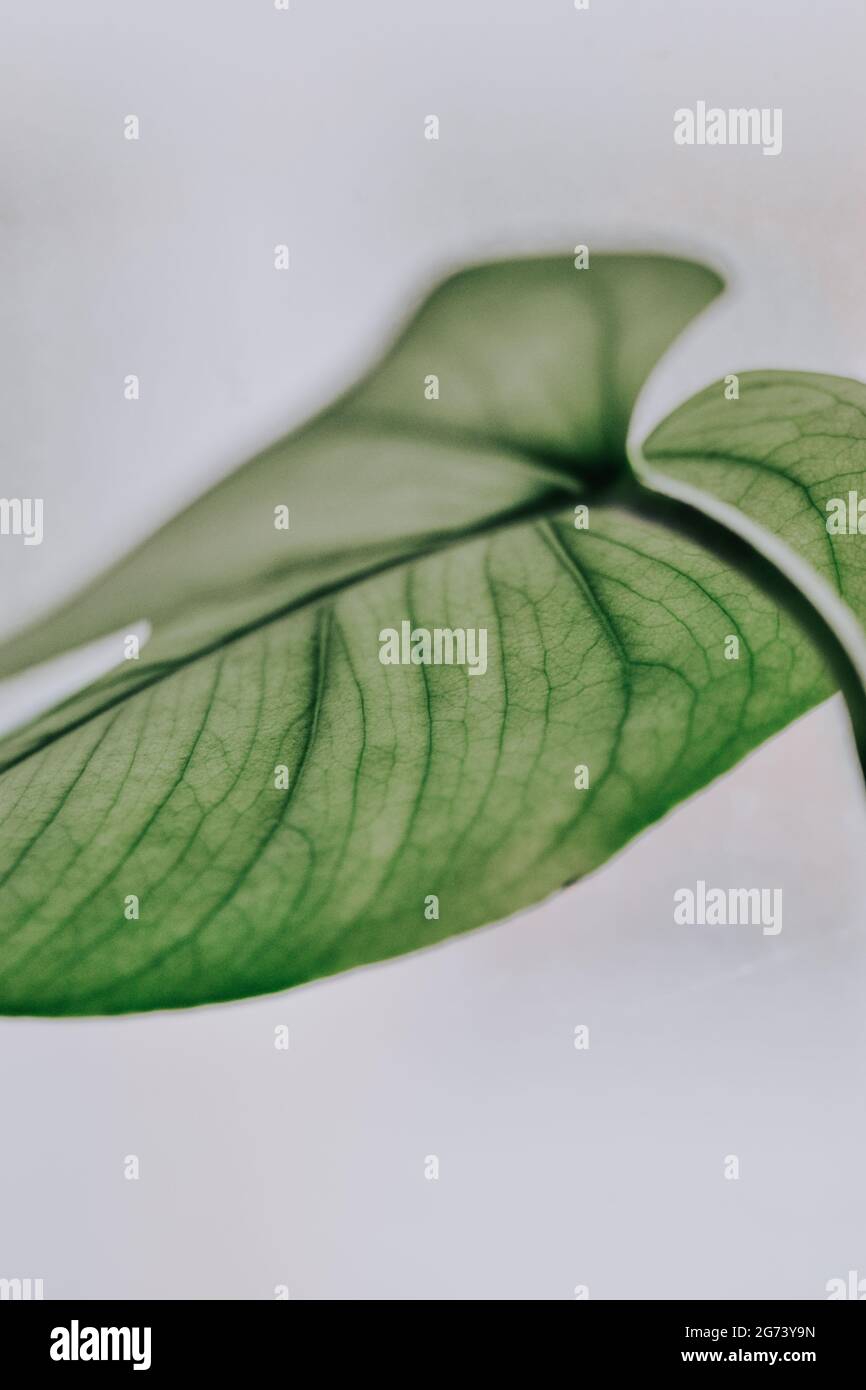 Laceleaf foliage of japanese maple hi-res stock photography and images ...