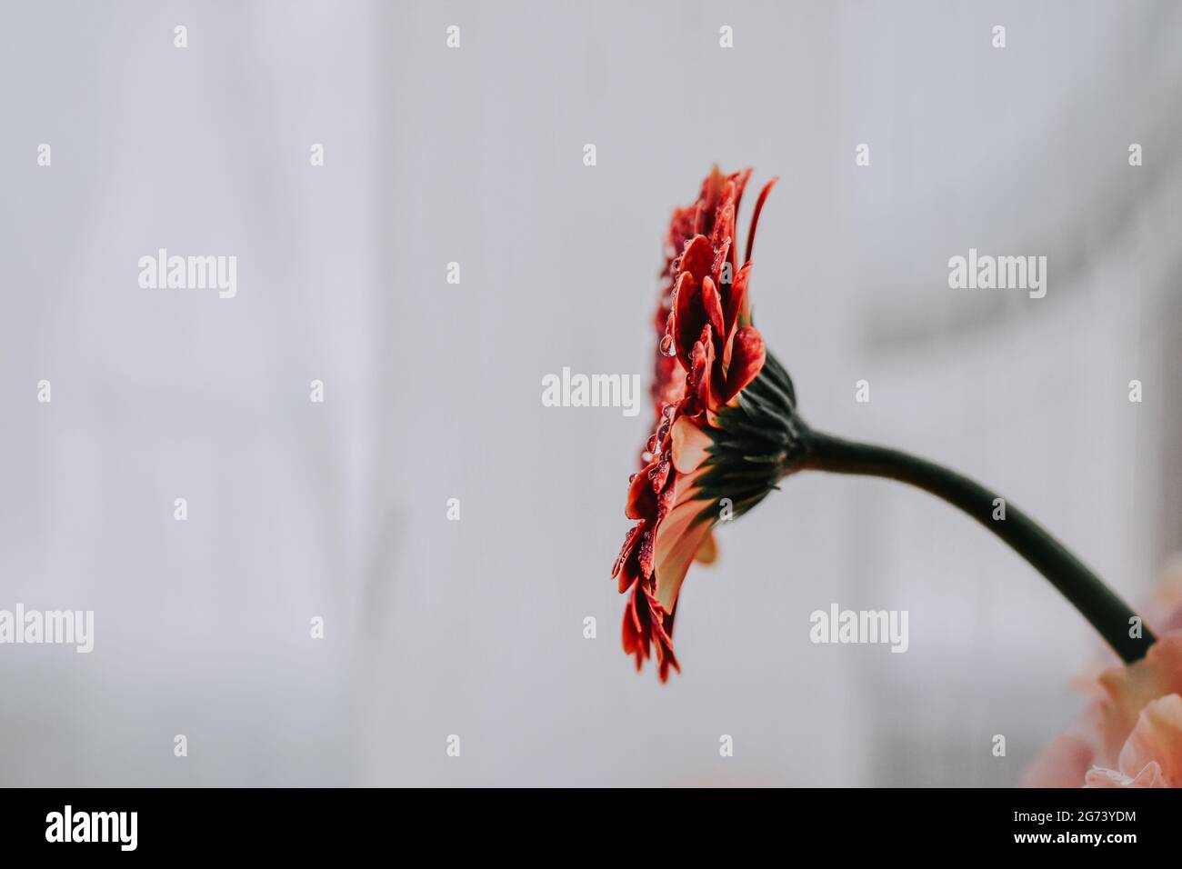 A beautiful blooming gerbera daisy flower Stock Photo - Alamy