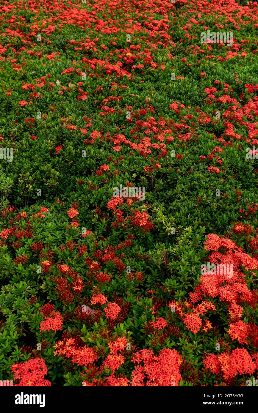 A beautiful field of red flowers Stock Photo - Alamy