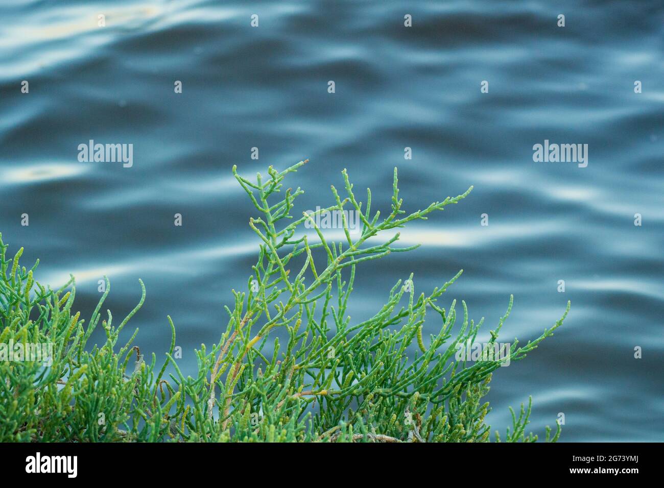 Close up of pickleweed growing on the edge of a saltwater pond Stock ...