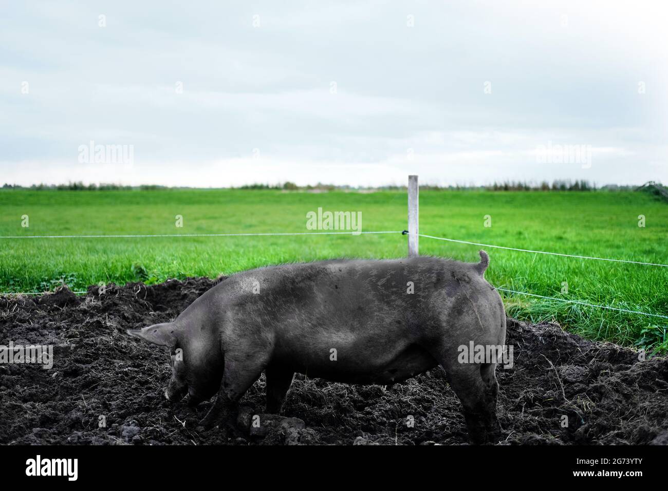 Casertana Pig virtually hairless.Gray pig on dirt with green grass ...