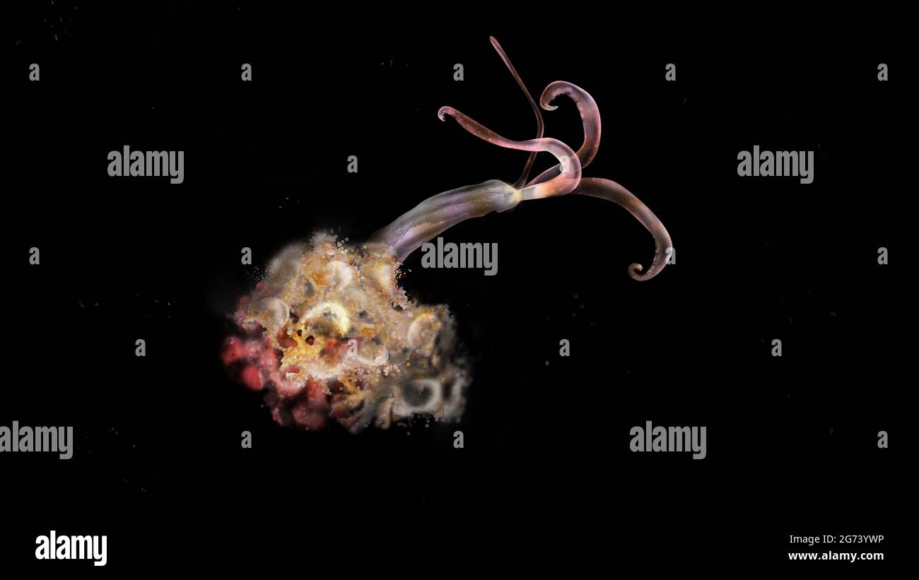 Polychaetes hi-res stock photography and images - Alamy