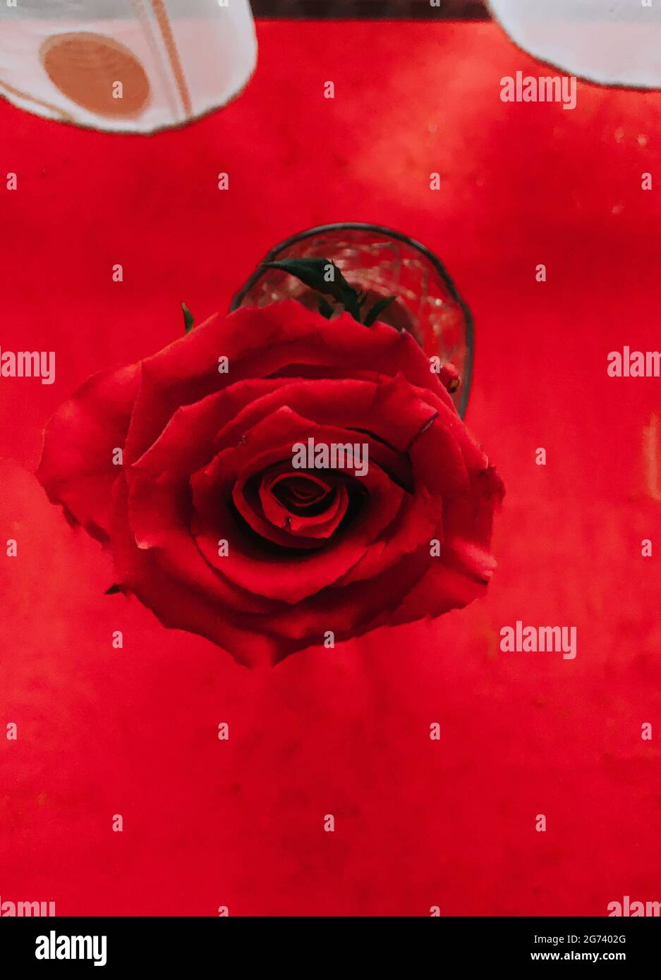 A vertical shot of a beautiful red rose head Stock Photo - Alamy