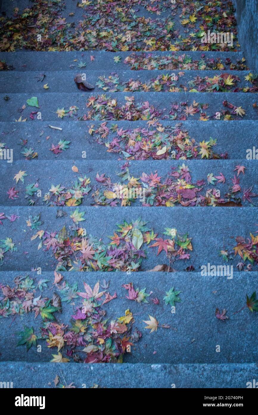 Fall leaves on concrete steps Stock Photo - Alamy