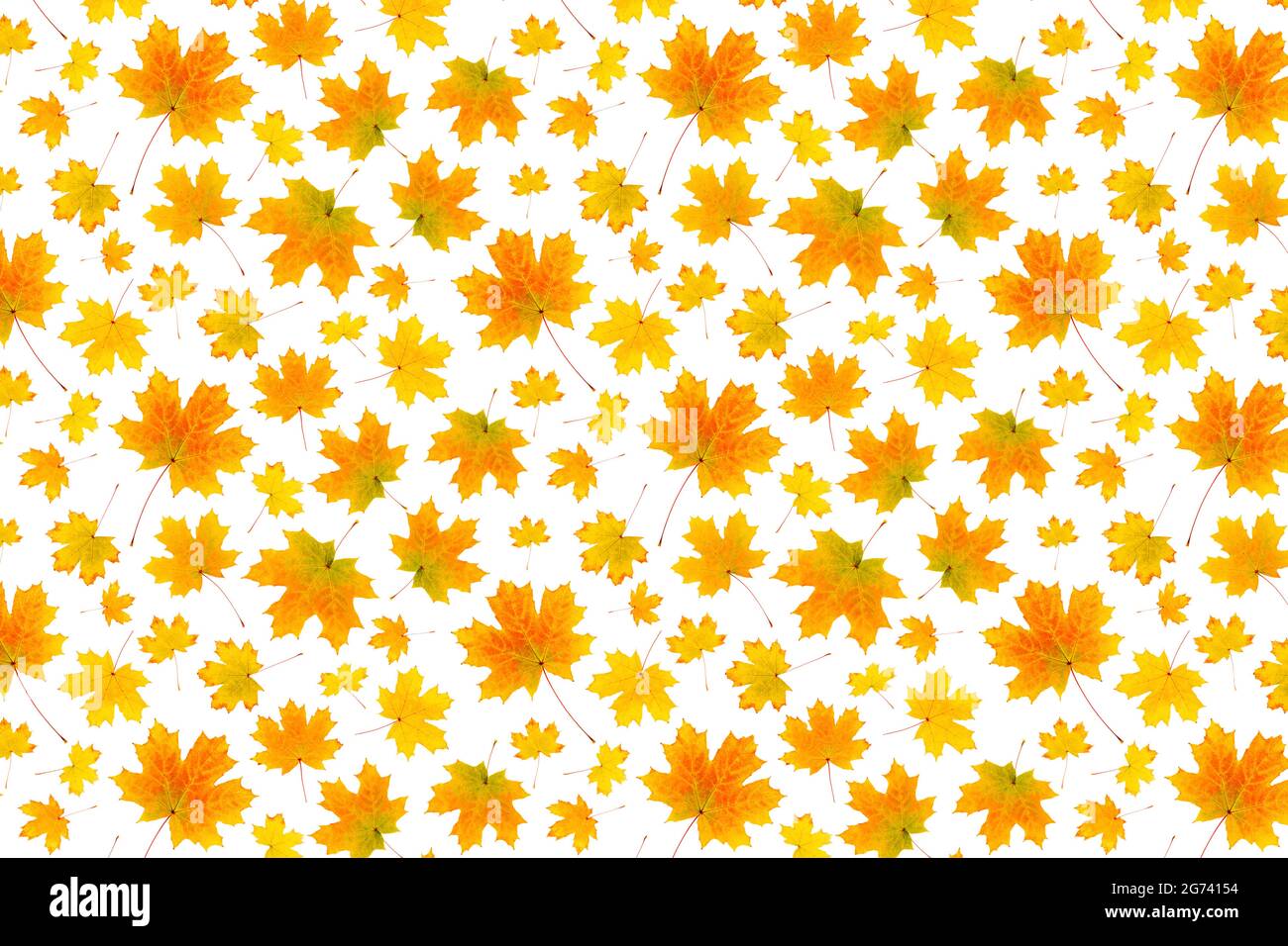 Pattern of natural orange autumn leaves on a white background, as a ...