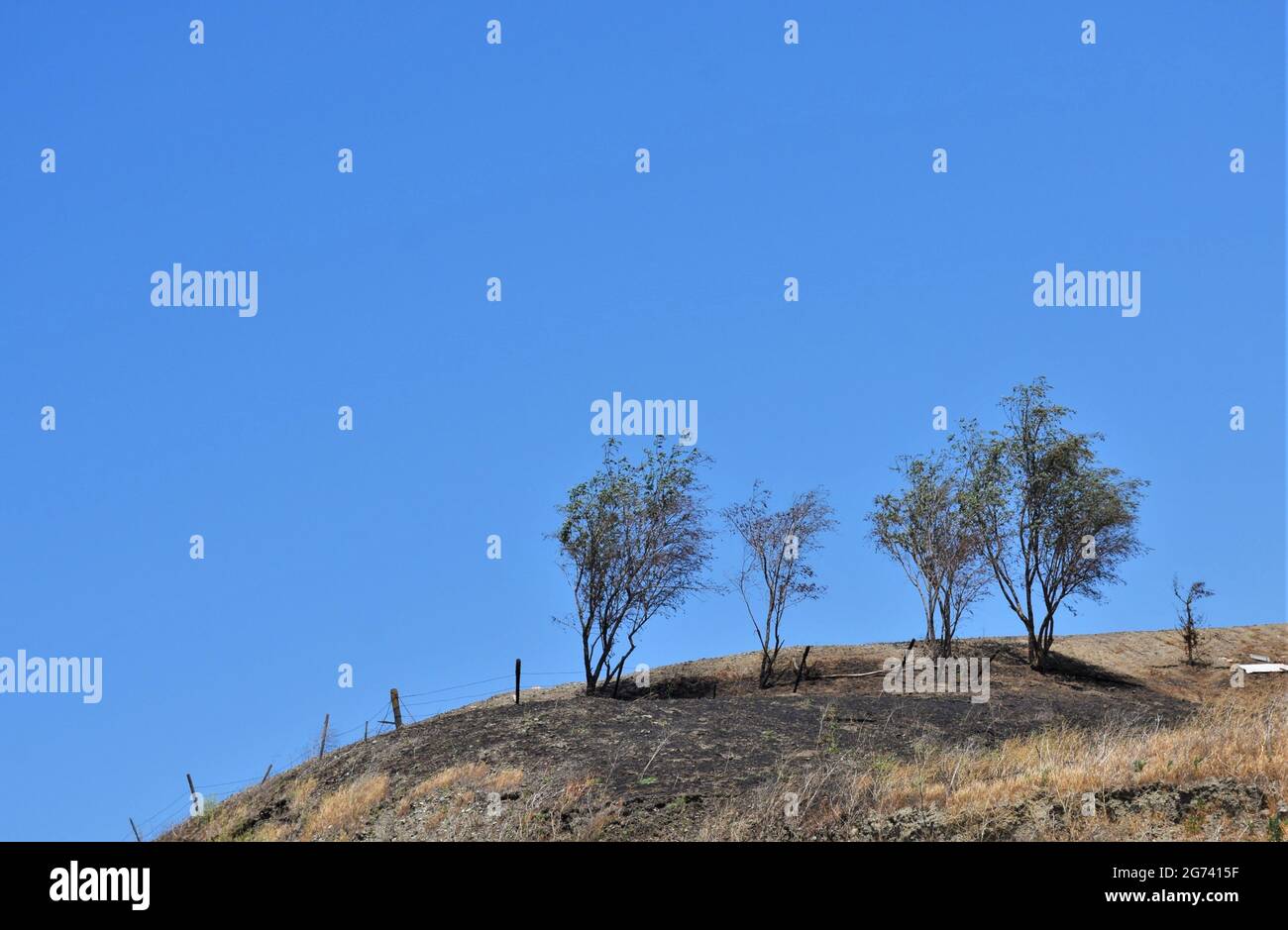 Drought stricken trees in Central California are struggling in the dry ...