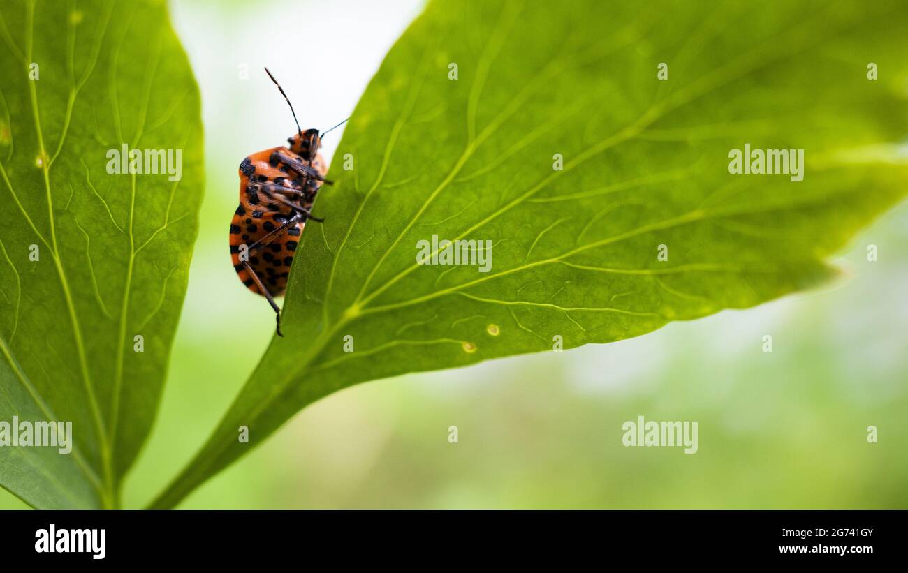 A cute red and black bug climbing a vibrant green leaf with bright ...