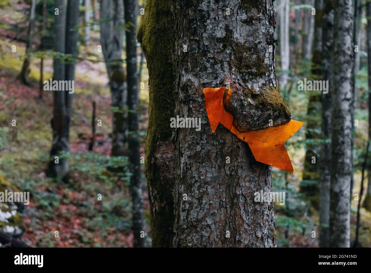 A closeup of a small arrow pointing left on a tree in a forest with a ...