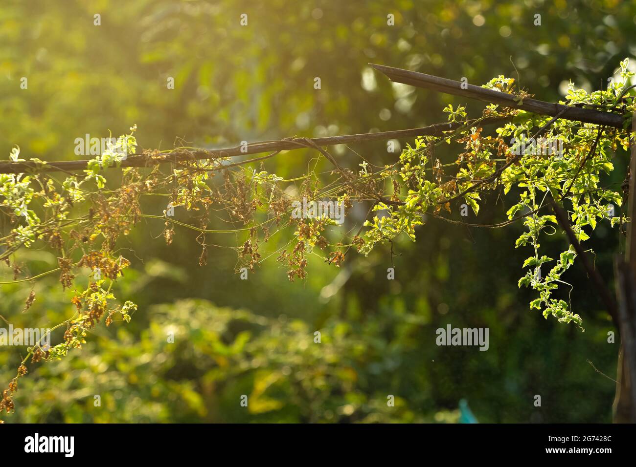 Good morning with edible vegetables in the garden Stock Photo - Alamy