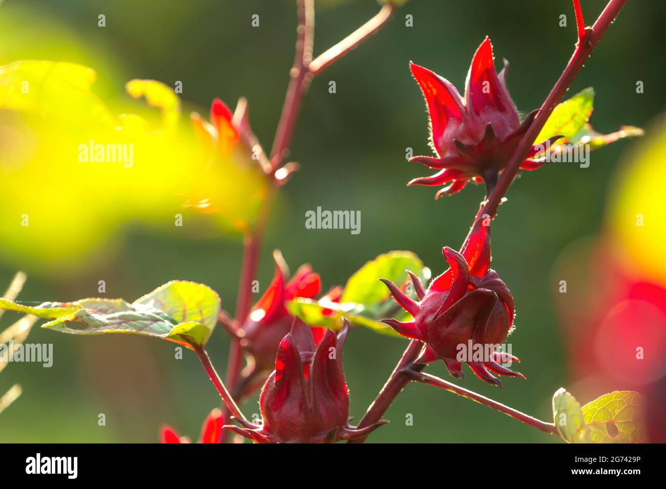 Red sorrel is a medicinal herb grown in the garden Stock Photo - Alamy