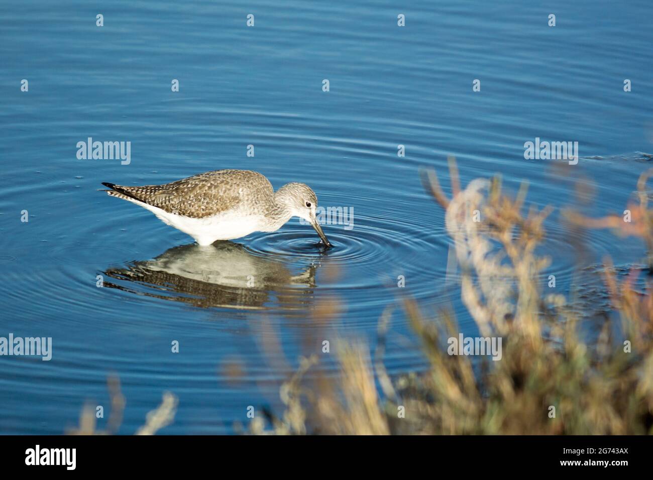 Concentric circles in nature hi-res stock photography and images - Alamy