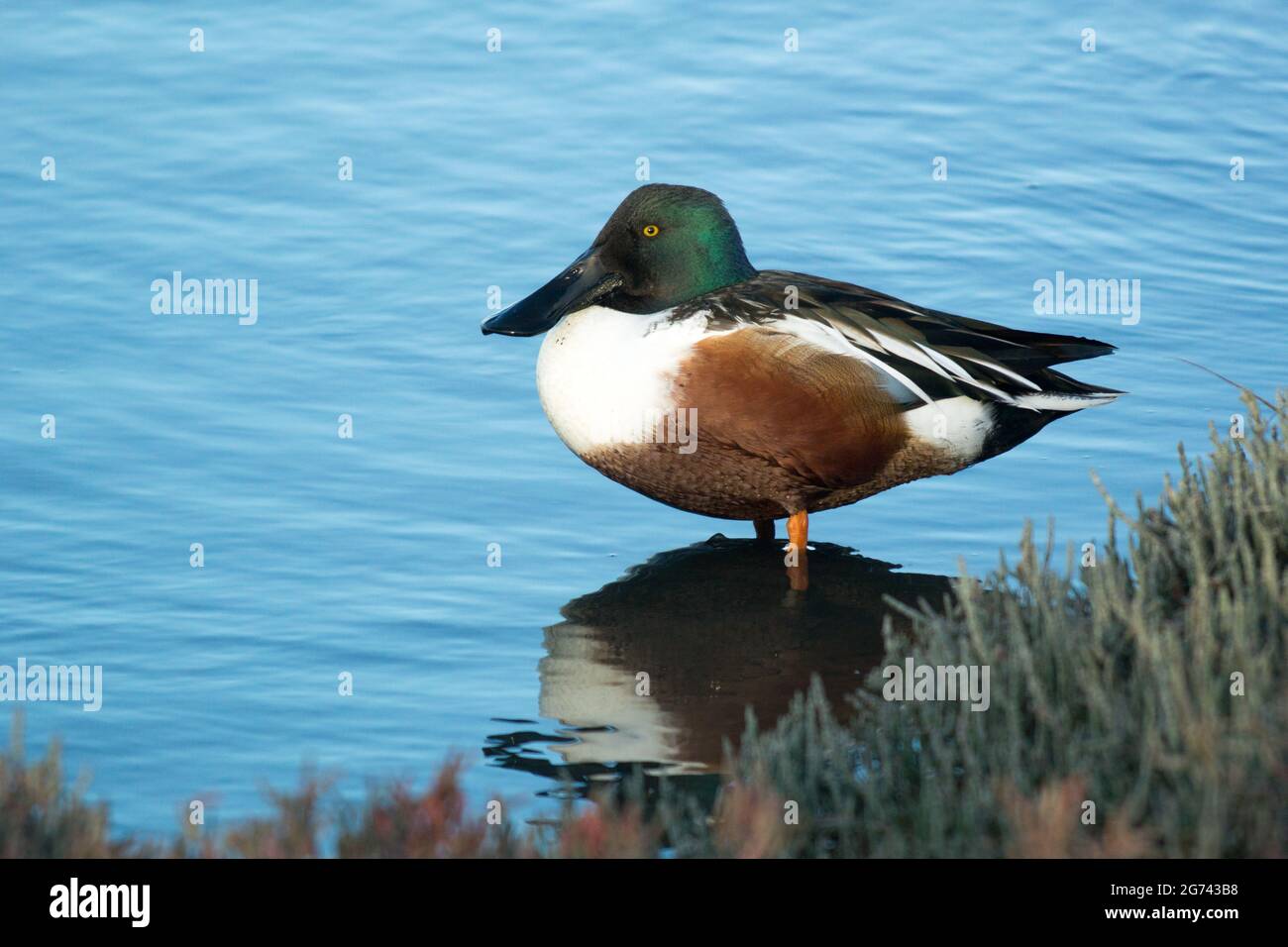 Shoveler Duck