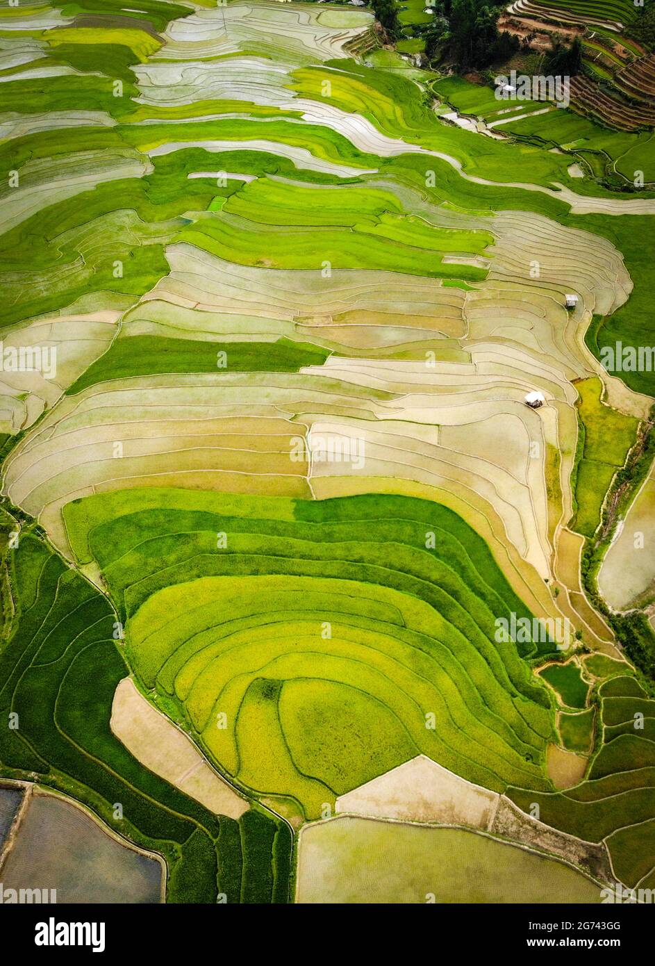 Nice rice terrace in northern Tu Le valley Vietnam Stock Photo - Alamy