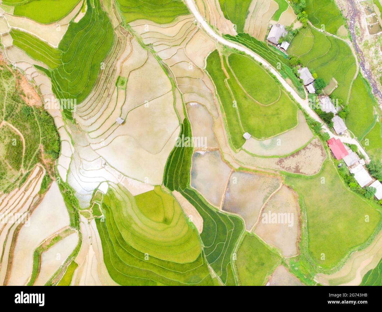 Nice rice terrace in northern Tu Le valley Vietnam Stock Photo - Alamy