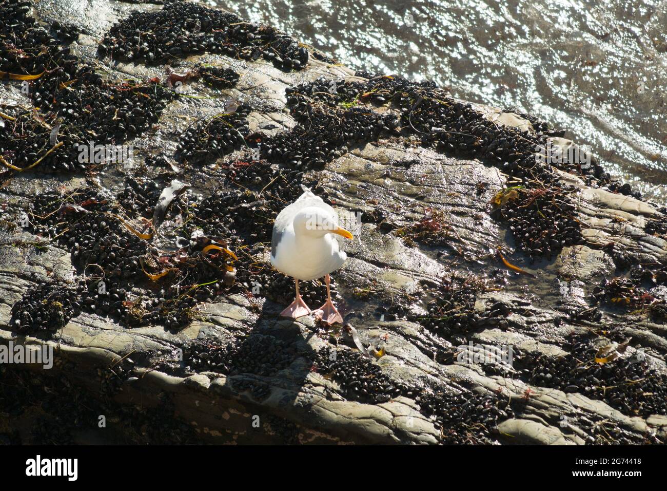 Ocean rock ledge hi-res stock photography and images - Alamy