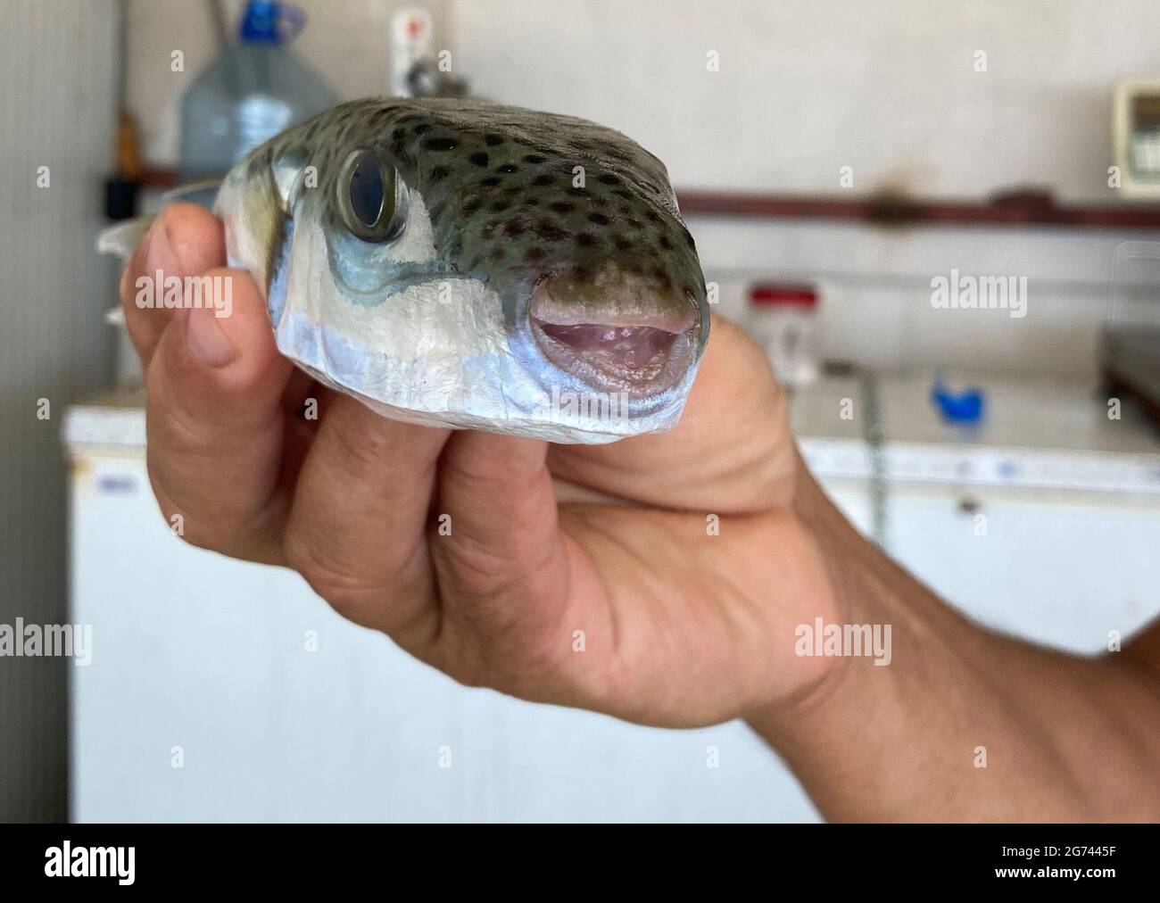 Antalya, Turkey. 29th June, 2021. The head of the fishing cooperative ...