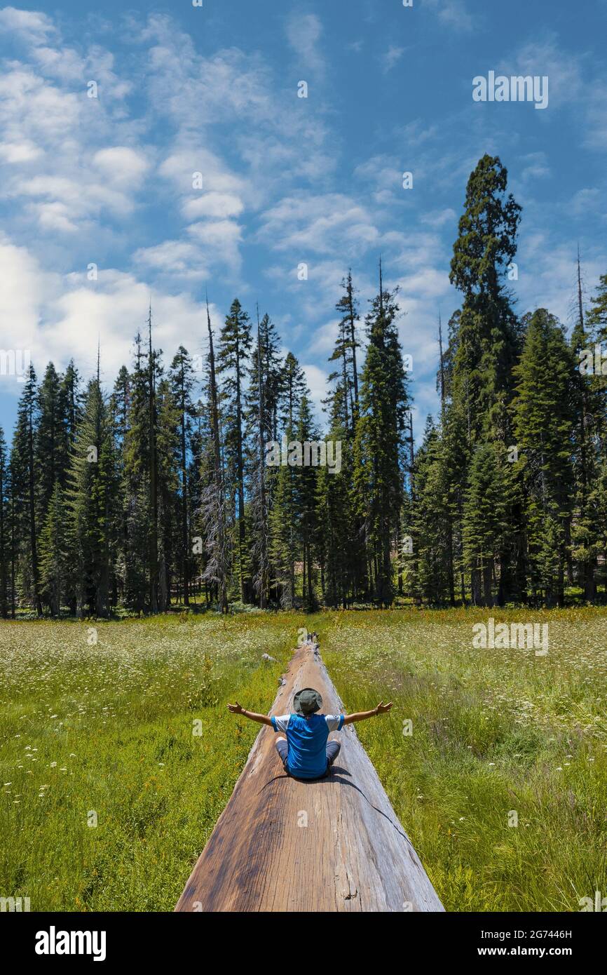 A young man sitting on fallen tree in a field with sequoias in the ...
