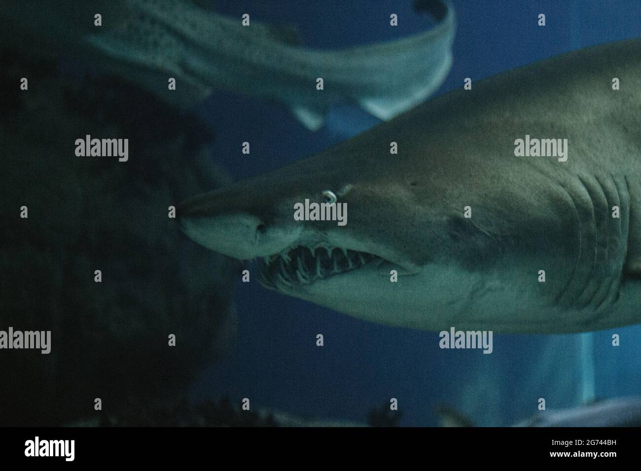 Shark side view hi-res stock photography and images - Alamy