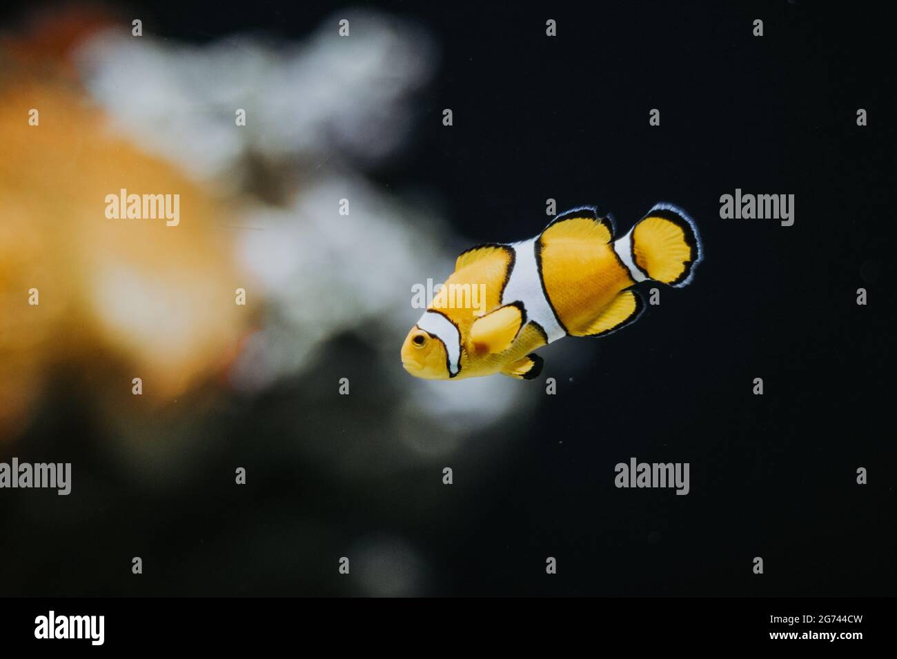 A cute yellow Ocellaris clownfish with white stripes in an aquarium ...