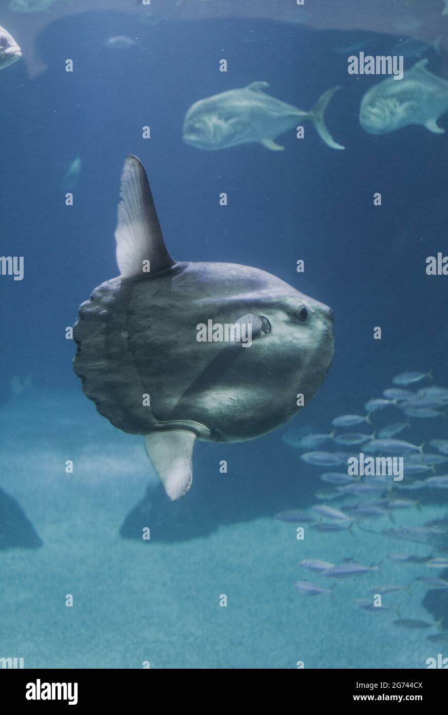 A vertical underwater scene with fish swimming in a clear water Stock ...