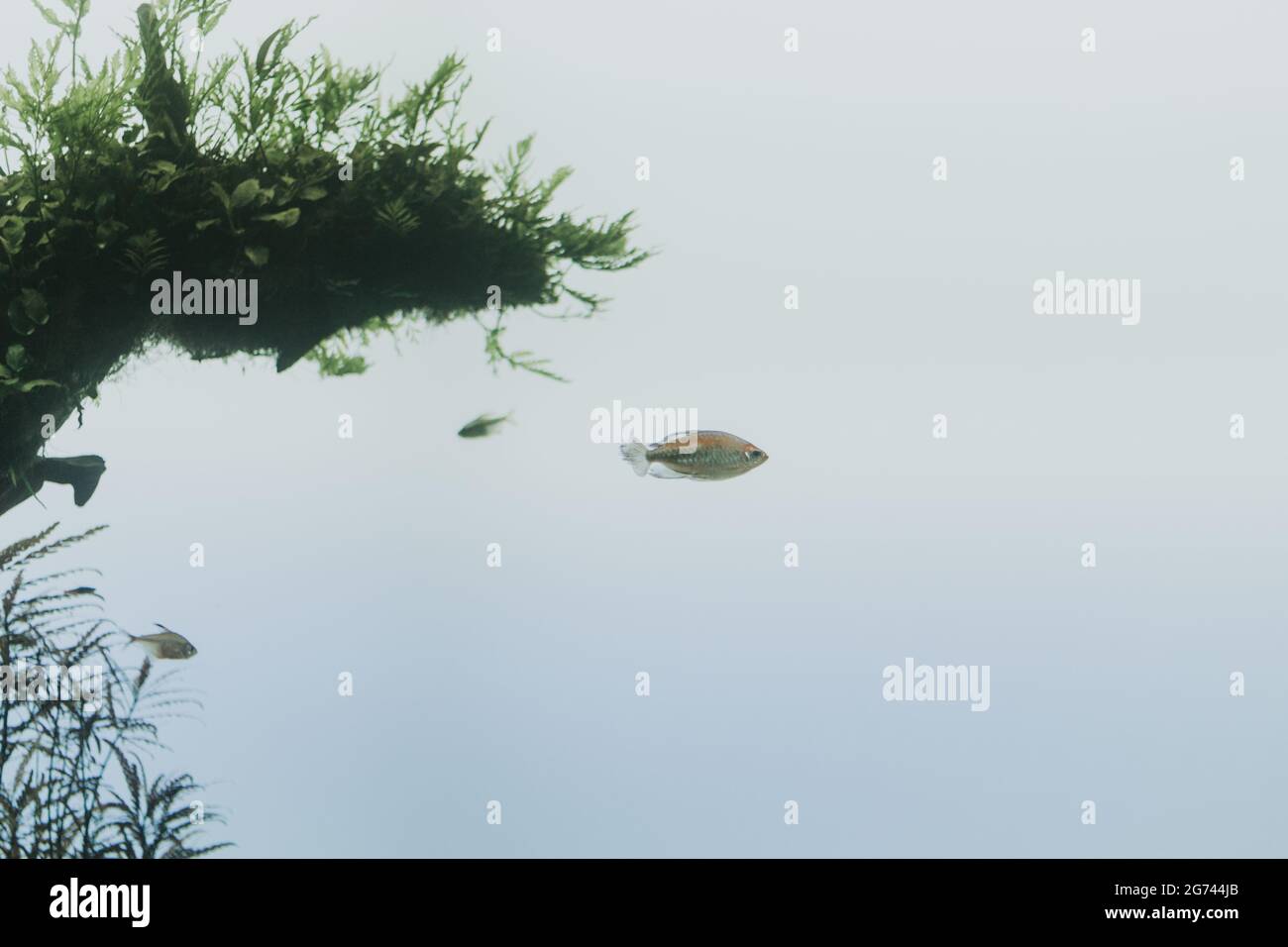 A horizontal underwater scene with fish swimming in a clear water Stock ...