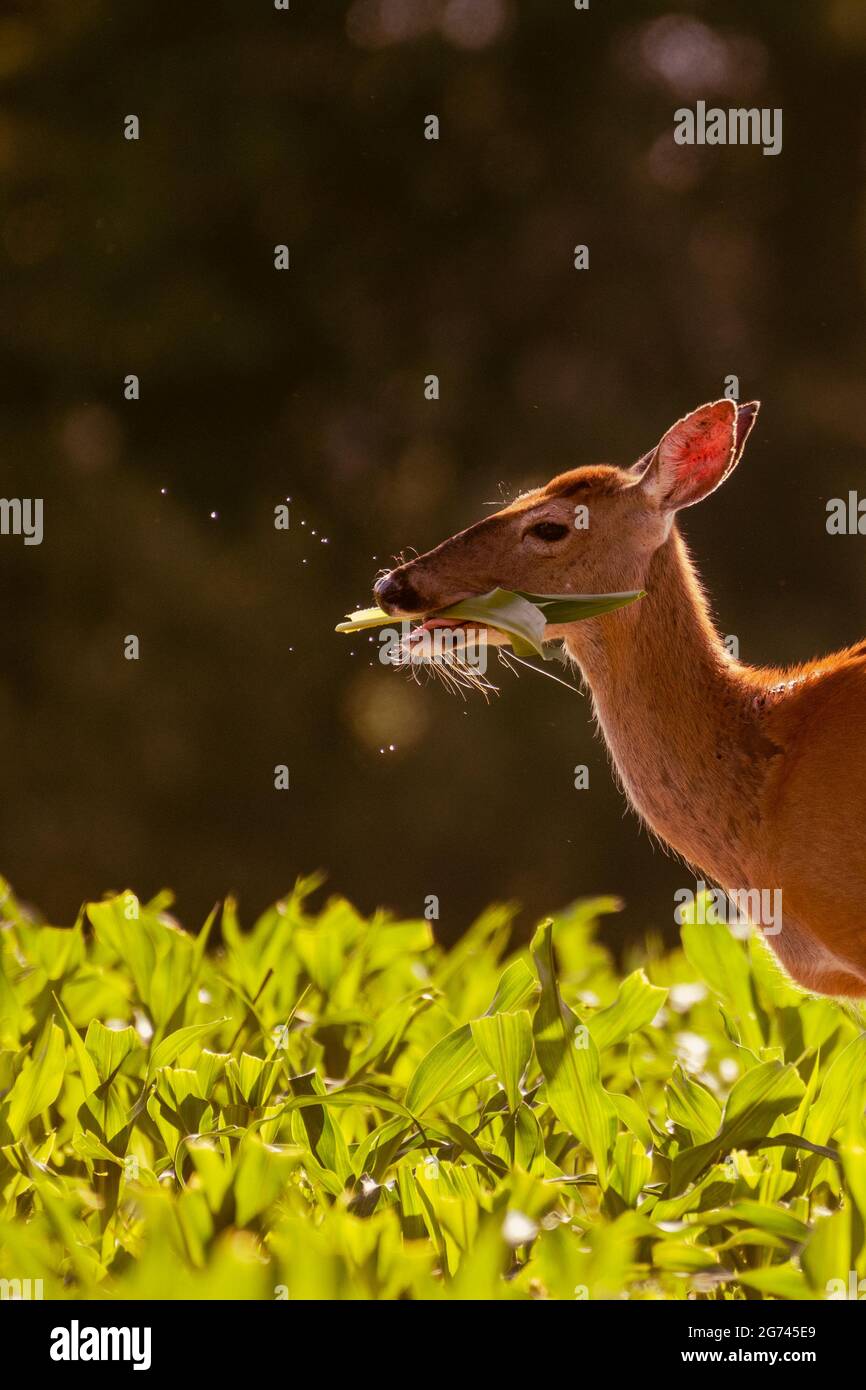 A vertical shot of a cute baby deer eating grass in a vibrant green ...