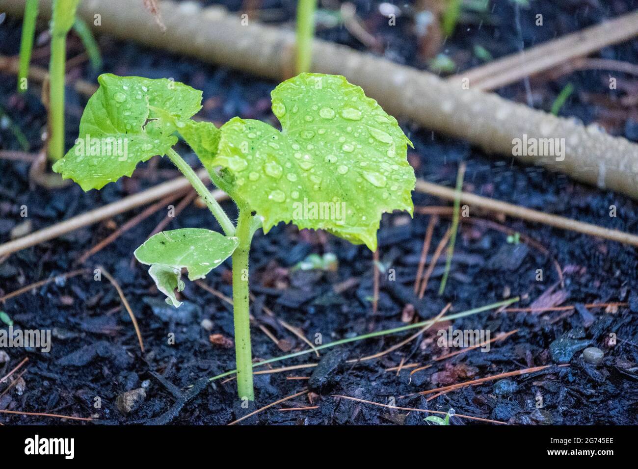 A vibrant newly growing plant bursting out of the wet soil with small ...