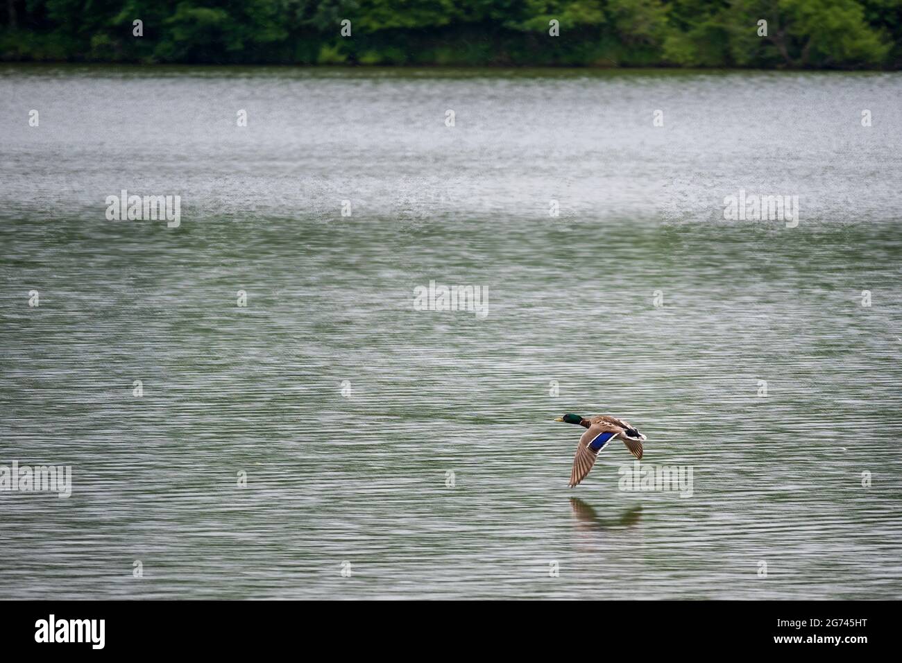 A cute mallard duck freely flying over a large lake almost touching the ...