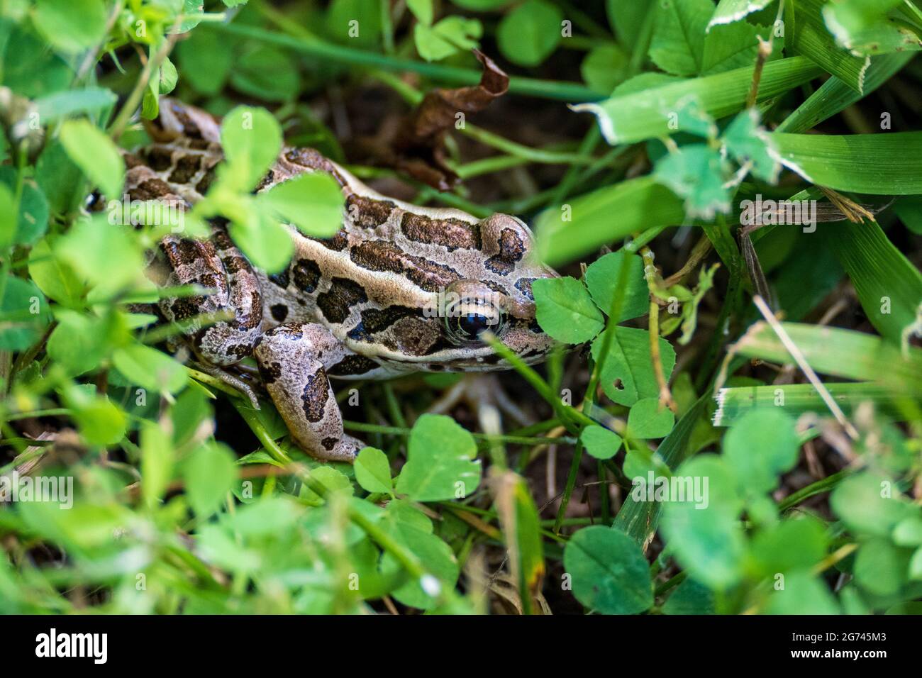 A closeup of a brown leopard print frog hiding behind small green ...