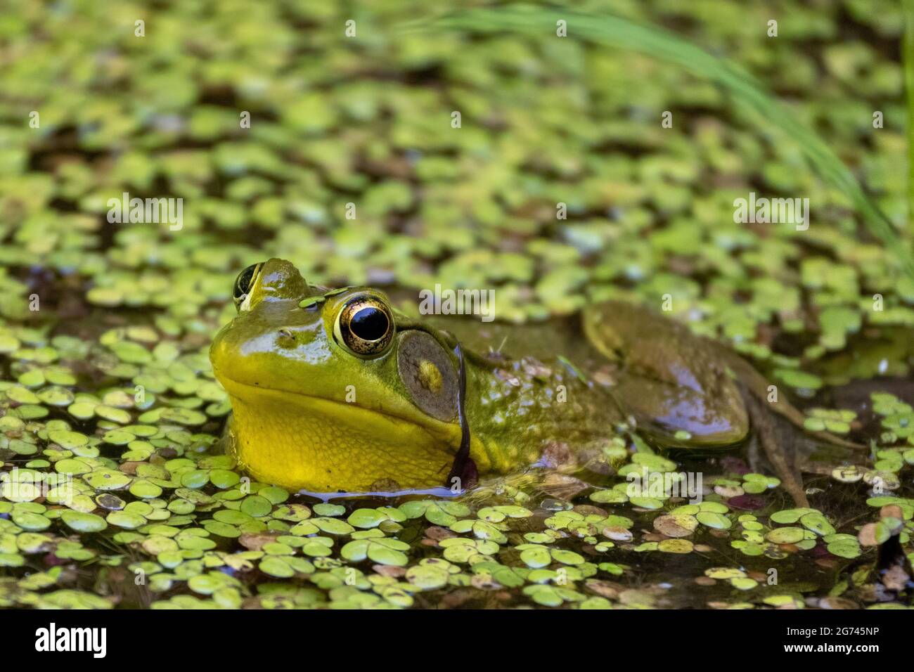 A closeup of a slimy frog sitting in a lake with duckweeds covering its ...