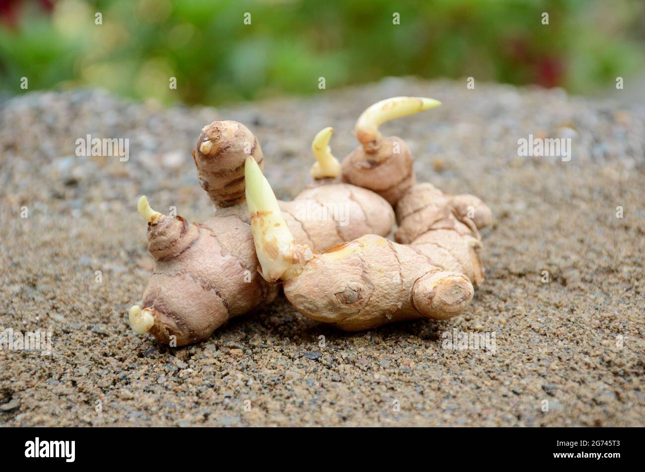 closeup the brown color turmeric soil heap over out of focus green ...
