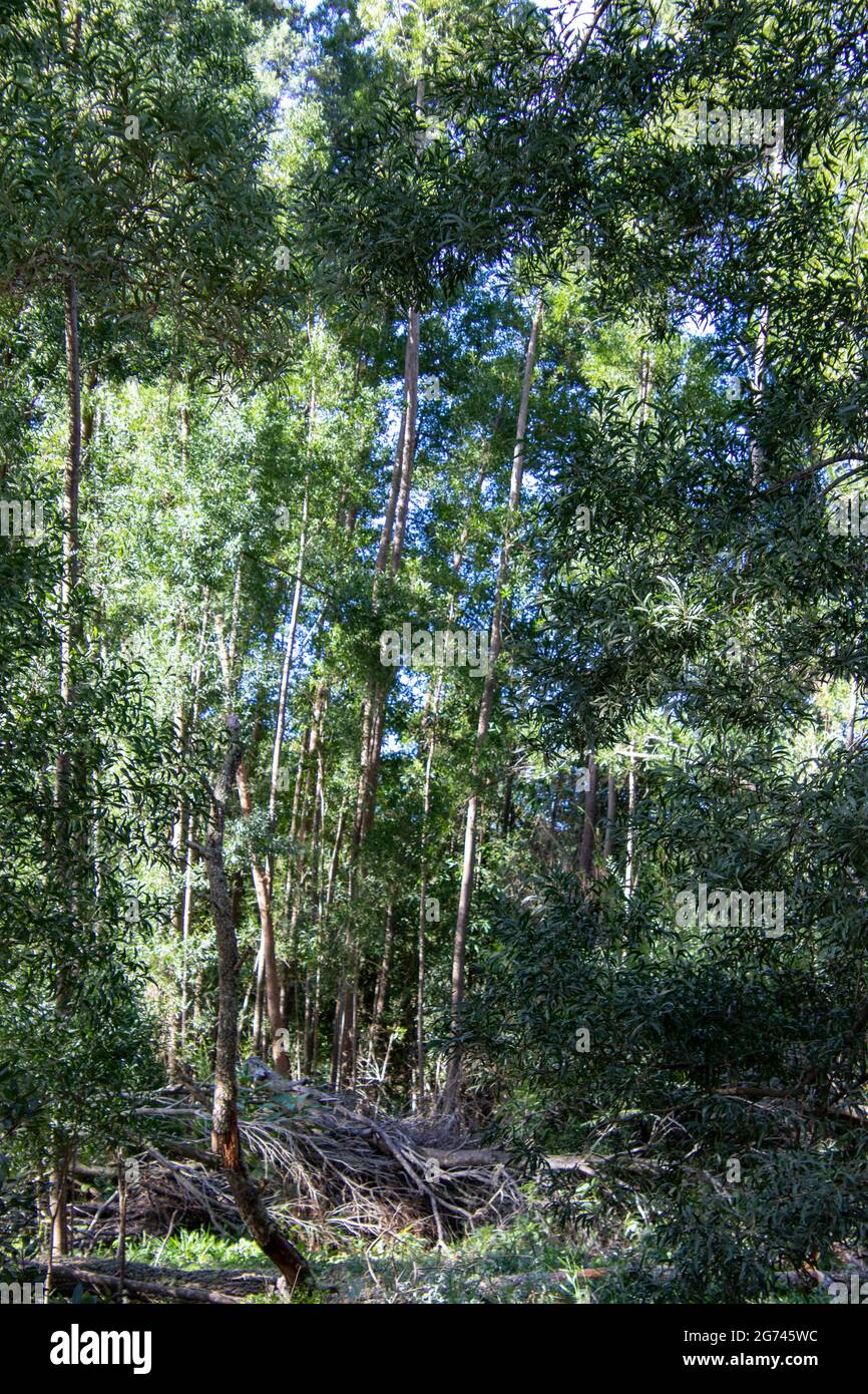 Forest scene image for background use Stock Photo - Alamy