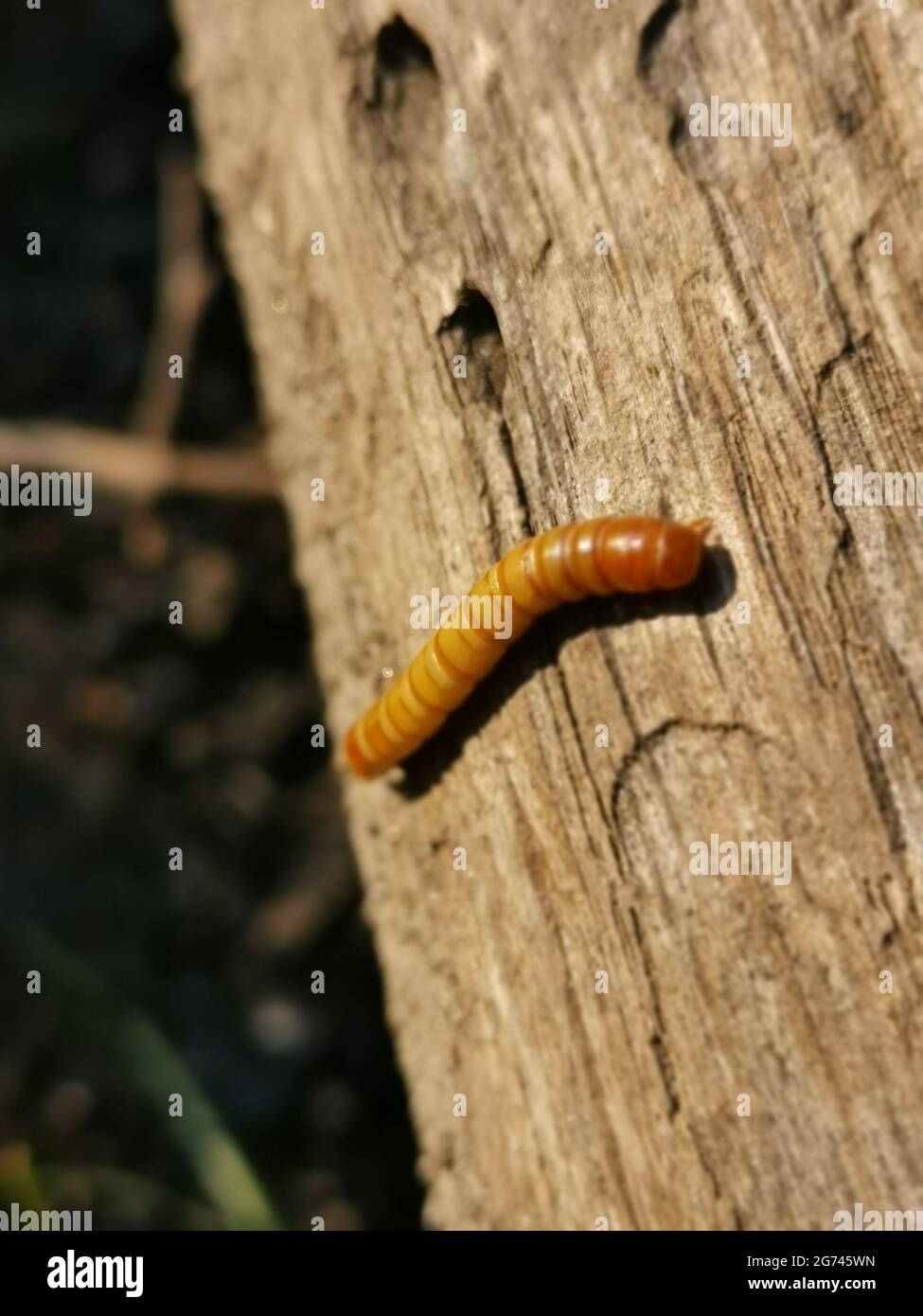 A vertical shot of a wood-eating larva worm Stock Photo - Alamy