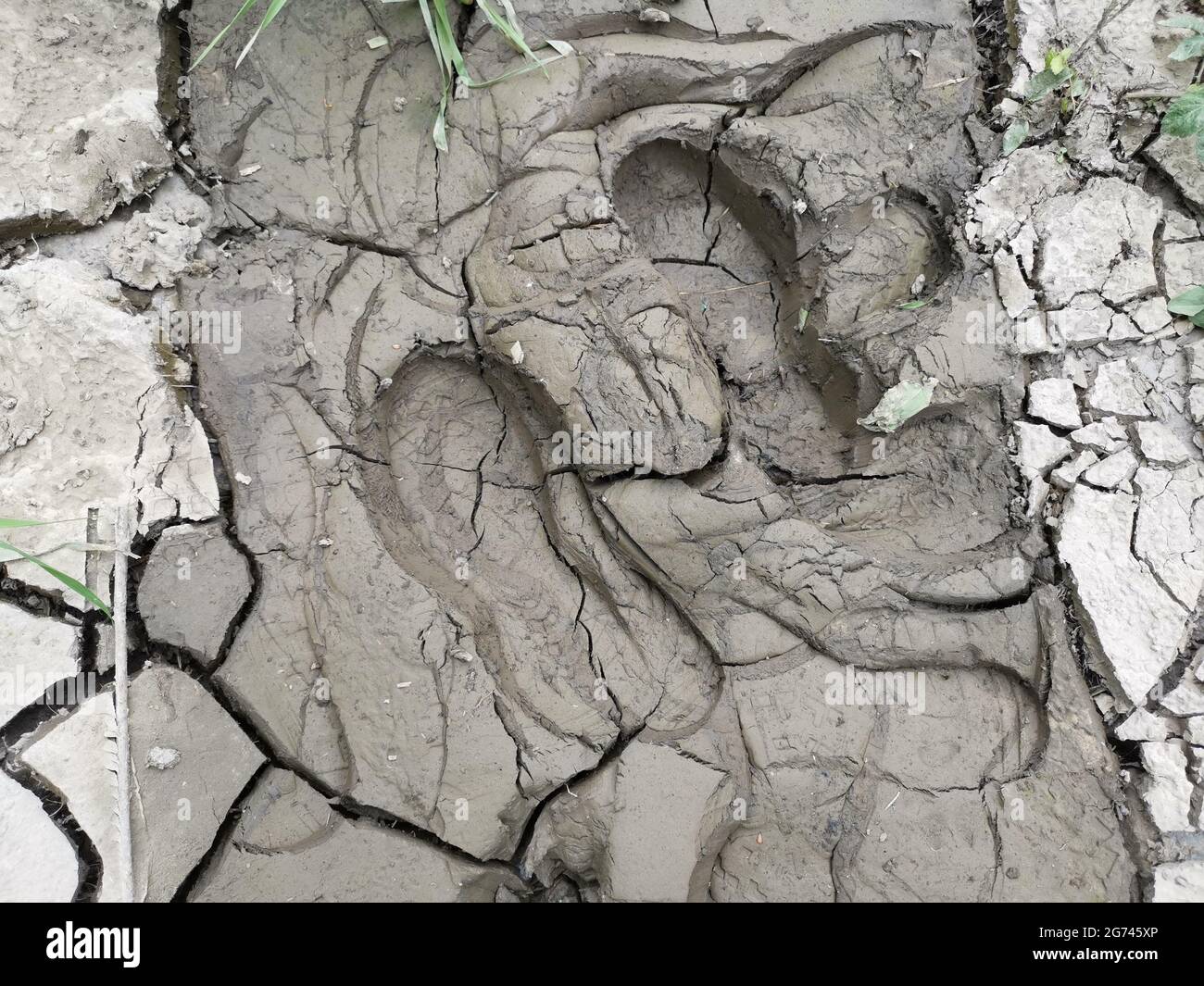A top view of deep footprints in the m Stock Photo - Alamy