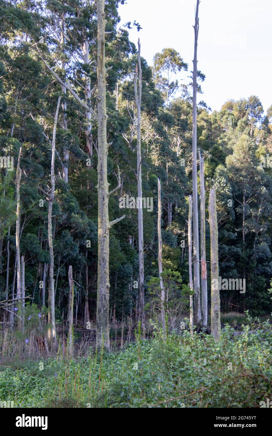 Forest scene image for background use Stock Photo - Alamy