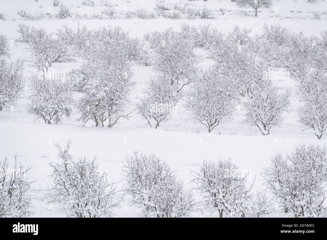 Fruit tree fields near Ulldemolins village during a winter snowfall ...