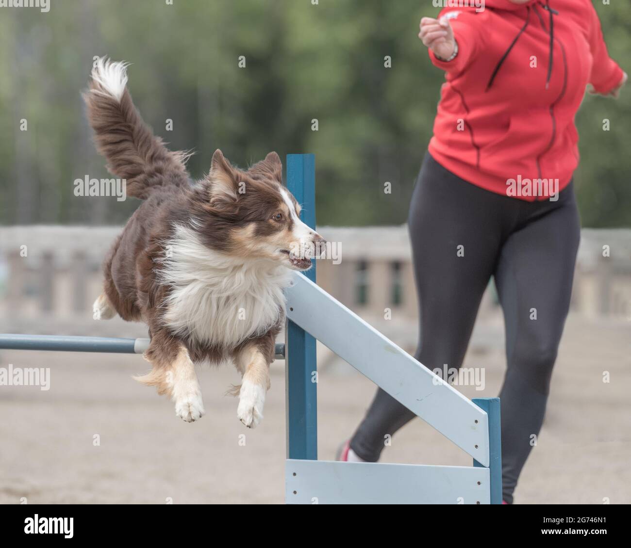 Australian shepherd agility hi-res stock photography and images - Alamy