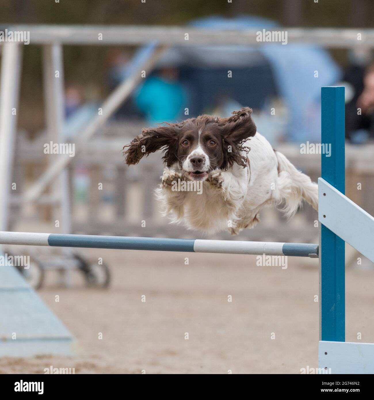 A Welsh Springer Spaniel jumping over an agility hurdle Stock Photo - Alamy