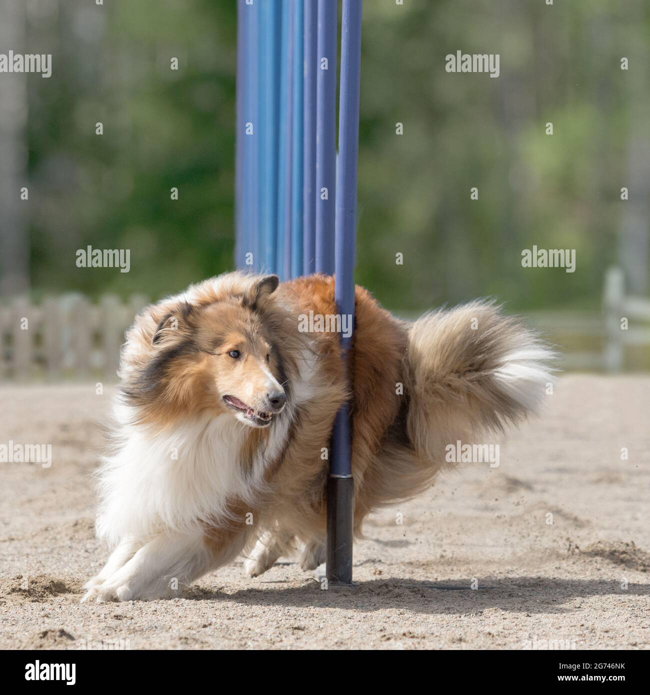 Are Rough Collies Good At Agility